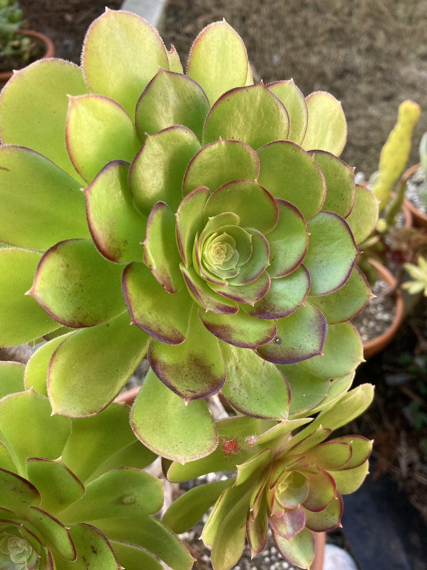 stress should make me so lovely – loose threads